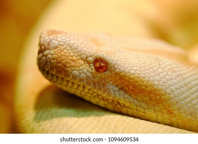 454 Asian rock python Images, Stock Photos & Vectors | Shutterstock