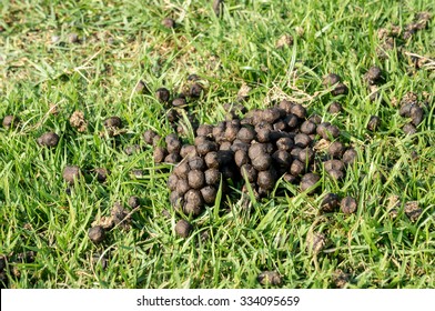 296 imágenes de Deer pooping - Imágenes, fotos y vectores de stock ...