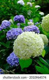 89 Anabel flower Images, Stock Photos & Vectors | Shutterstock