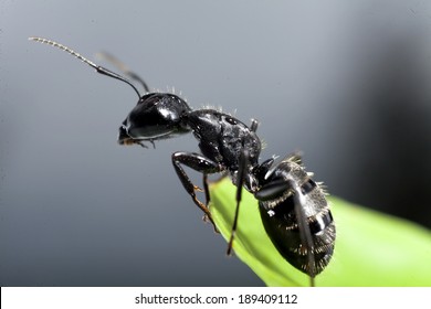 5,668 Body ants Images, Stock Photos & Vectors | Shutterstock