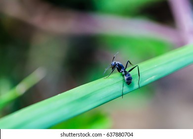 40 Sahara Silver Ant Images, Stock Photos & Vectors | Shutterstock
