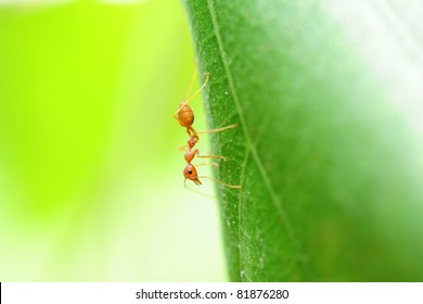 Ant Stock Photo 81876280 | Shutterstock