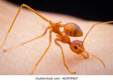 24,087 Red Ant Close Up Images, Stock Photos & Vectors | Shutterstock