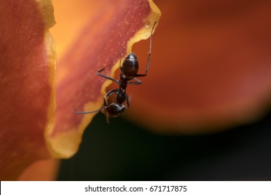 Ant Cleaning Itself While Hanging On Stock Photo (Edit Now) 671717794