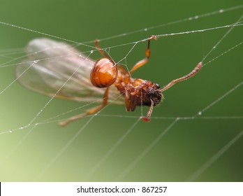 51 Quuens Images, Stock Photos & Vectors | Shutterstock