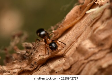 Cartera de fotos e imágenes de stock de Marek Velechovsky | Shutterstock