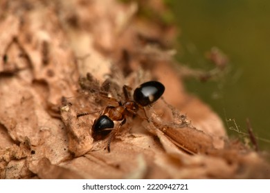 Cartera de fotos e imágenes de stock de Marek Velechovsky | Shutterstock