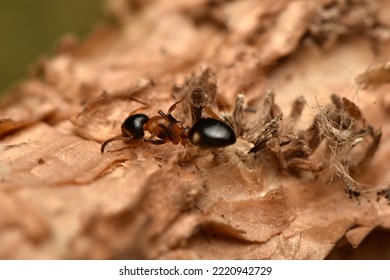 Cartera de fotos e imágenes de stock de Marek Velechovsky | Shutterstock