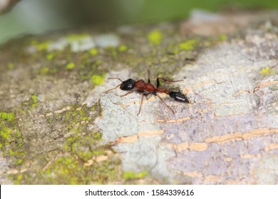 29 Dolichoderus thoracicus Images, Stock Photos & Vectors | Shutterstock