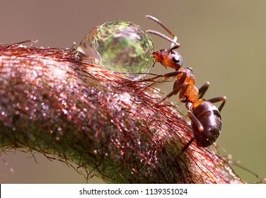 1,829 Ant drinking Images, Stock Photos & Vectors | Shutterstock