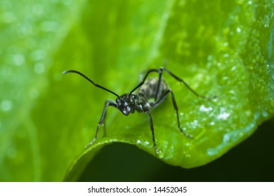 Ant Facing Stock Photo 14452045 | Shutterstock