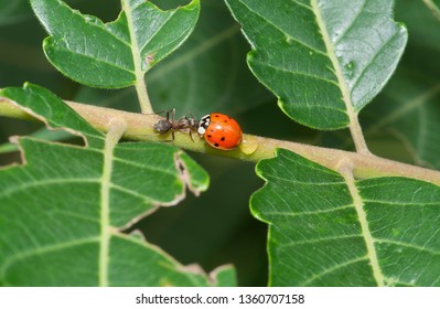 5,793 Ladybug Photos Images, Stock Photos & Vectors | Shutterstock
