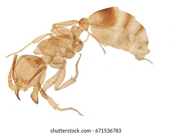 Ant Microscope Stock Photo 671536783 | Shutterstock
