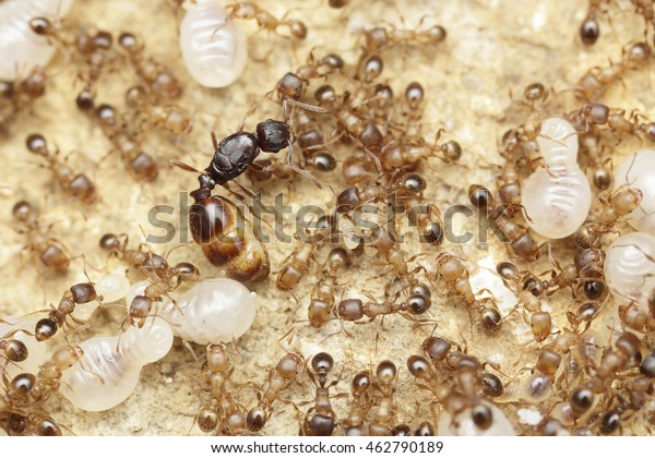 「Ant Queen Inside Ant Nest Workers」の写真素材（今すぐ編集） 462790189