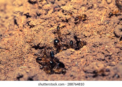 Ants Macro Photo Termitnik Soil Texture Stock Photo (Edit Now) 1700742313