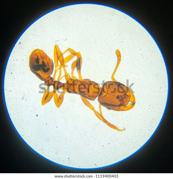 Ant Through Microscope Stock Photo (Edit Now) 1119400403