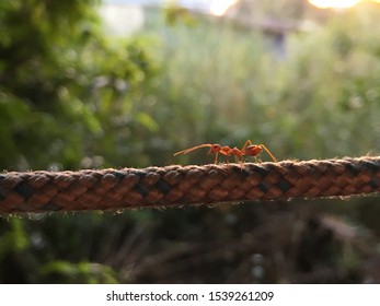 Stock Photo and Image Portfolio by Noinha Kojonna | Shutterstock