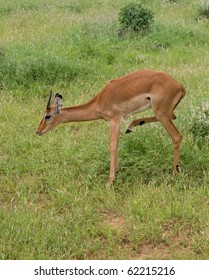 Gerenuk Garanuug Known Giraffe Gazelle Longnecked Foto stock 1210162270 ...