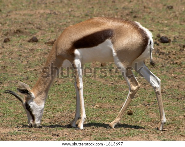 Antelope Stock Photo (Edit Now) 1613697