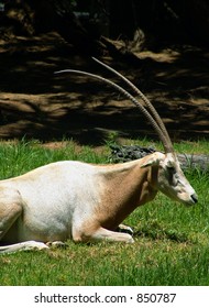 Antelope Lying Down Stock Photo 850787 | Shutterstock