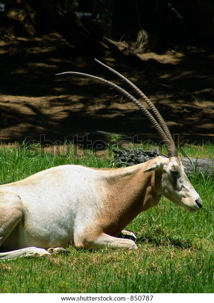 Antelope Lying Down Stock Photo 850787 | Shutterstock