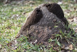 Close up view of gigantic ant hill i, a Photo by Anatoliy Karlyuk
