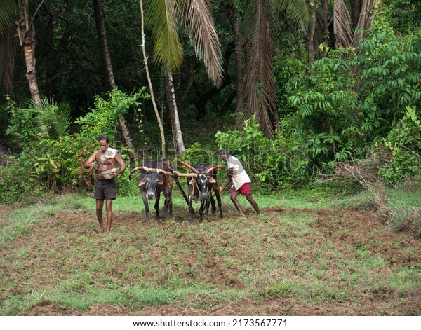 Antiquated Method Ploughing Help Cattle Village Stock Photo 2173567771 ...