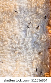 261 Ant eating bread Images, Stock Photos & Vectors | Shutterstock