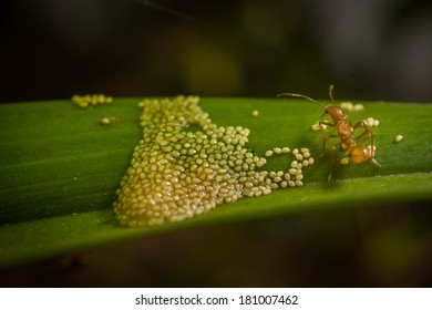 17 Conga Ant Images, Stock Photos & Vectors | Shutterstock