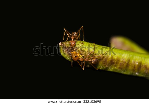 Ants Moving Big Object Stock Photo 332103695 | Shutterstock
