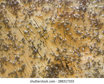 Ants On Tree Stump Stock Photo 288317333 | Shutterstock
