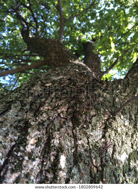 Ants View Tree Stock Photo 1802809642 | Shutterstock