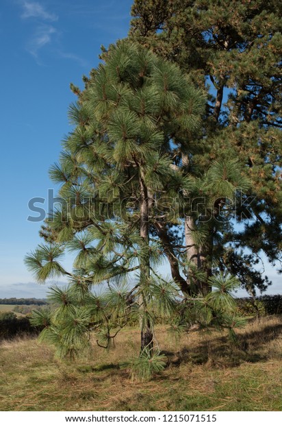 Apache Pine Tree Pinus Engelmannii Woodland Stock Photo (Edit Now ...