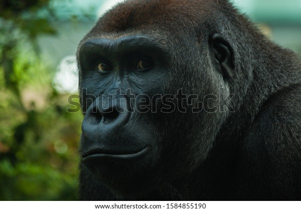 Ape Looking Camera Stock Photo 1584855190 | Shutterstock