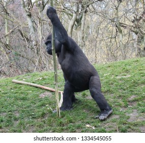 Ape Posing Stock Photo 1334545055 | Shutterstock