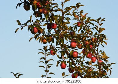 105 Apfelbaum Images, Stock Photos & Vectors | Shutterstock
