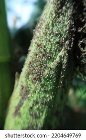 Aphid Infested Corn Kutu Daun Di Stock Photo 2204649769 | Shutterstock