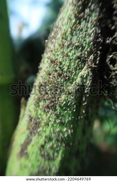 Aphid Infested Corn Kutu Daun Di Stock Photo 2204649769 | Shutterstock