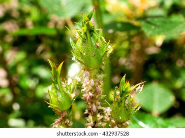 Aphids Damage Roses Stock Photo 432937528 | Shutterstock