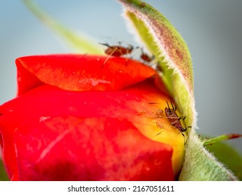 Aphids Pests That Destroy Attack Flowers Stock Photo 2167051611 ...