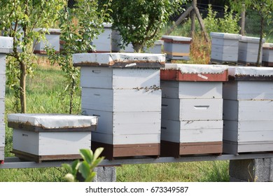 High Fence Around Apiary Bee Protection Stock Photo 1450694684 ...