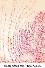 111 Apical meristem Images, Stock Photos & Vectors | Shutterstock