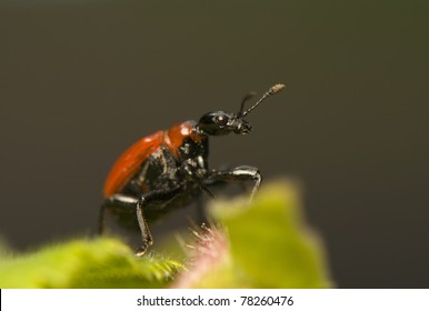 Apoderus Coryli Stock Photo 78260476 | Shutterstock