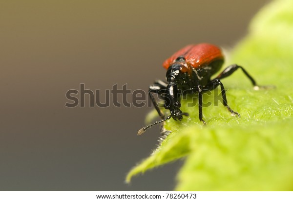 Apoderus Coryli Stock Photo 78260473 | Shutterstock