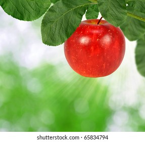 Apple Stock Photo 65834794 | Shutterstock
