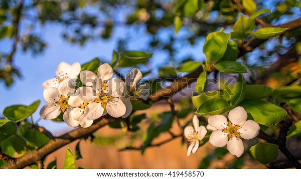 Apple Blossom Sun Rays Stock Photo 419458570 | Shutterstock
