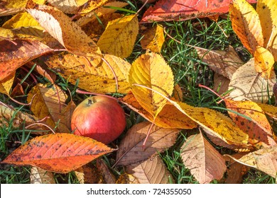 4,178 Fruit Falling From Tree Images, Stock Photos & Vectors | Shutterstock