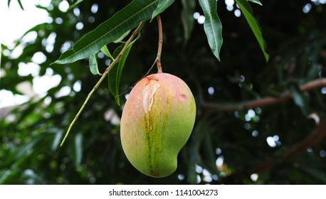 9,023 Red mango tree Images, Stock Photos & Vectors | Shutterstock