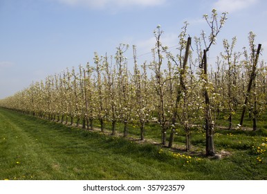 Apple Tree Stock Photo 357923579 | Shutterstock