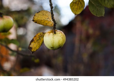 Falan Mango Thunder Mango Has Green Stock Photo 1490650388 | Shutterstock